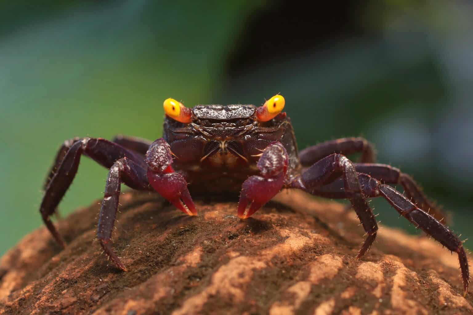 Vampire Crab: Species Profile, Care Guide & Pictures