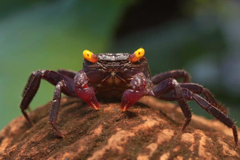 Vampire Crab: Species Profile, Care Guide & Pictures