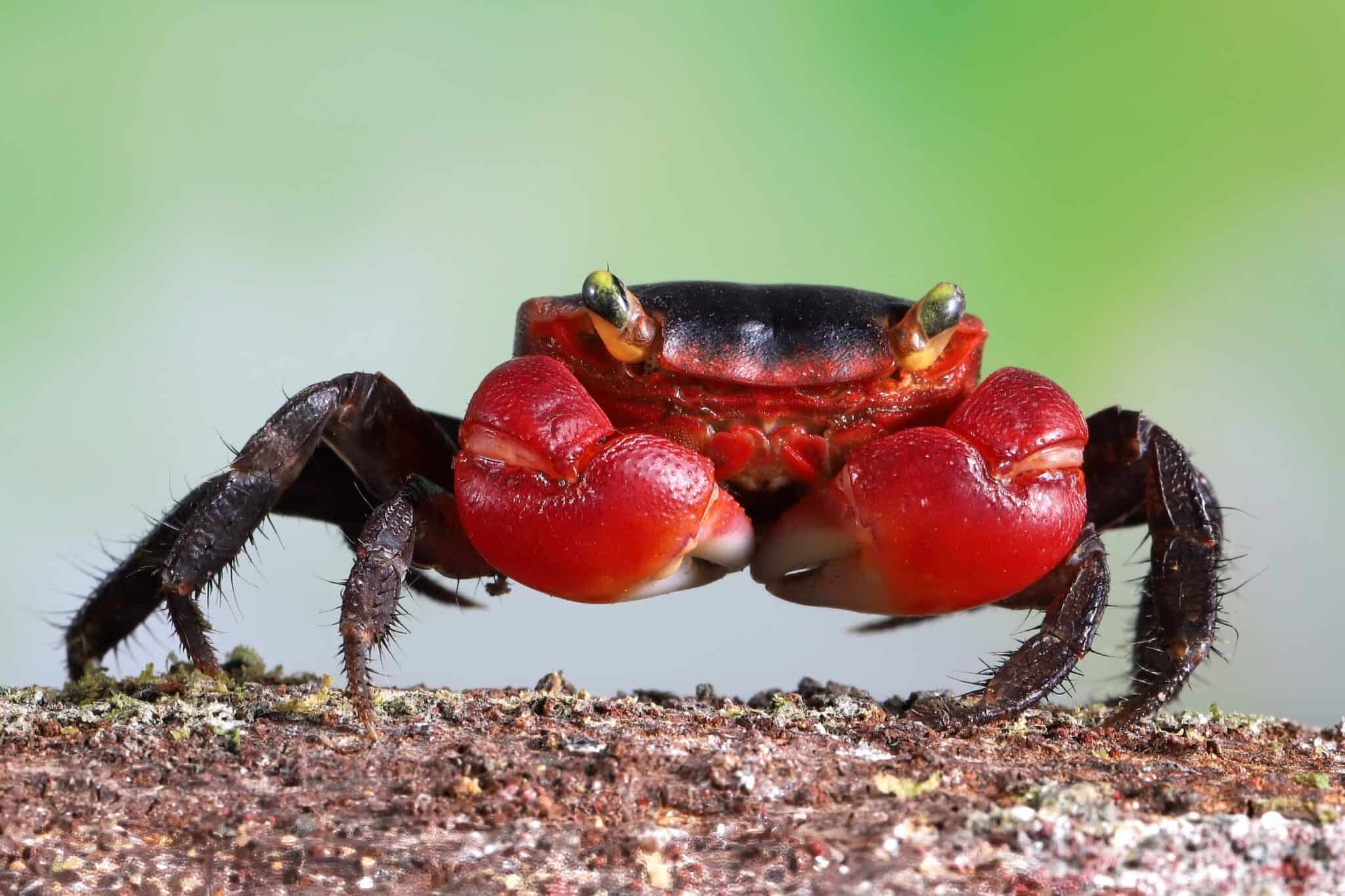 Vampire Crab Species Profile Care Guide Pictures