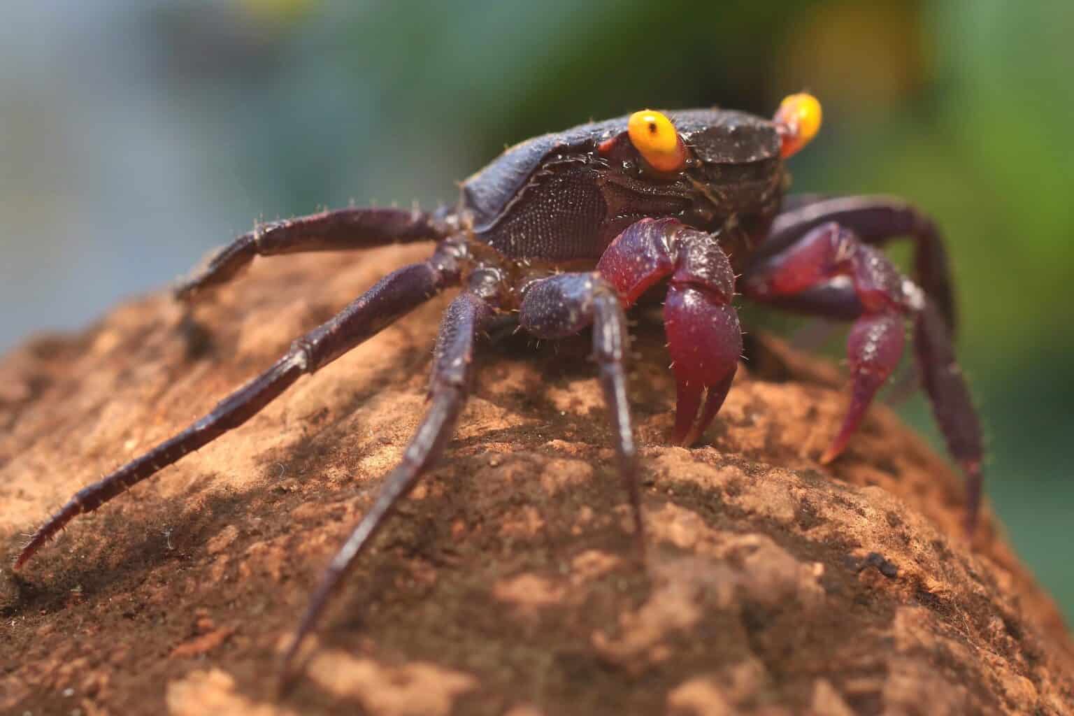 Vampire Crab: Species Profile, Care Guide & Pictures