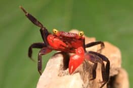 Vampire Crab: Species Profile, Care Guide & Pictures