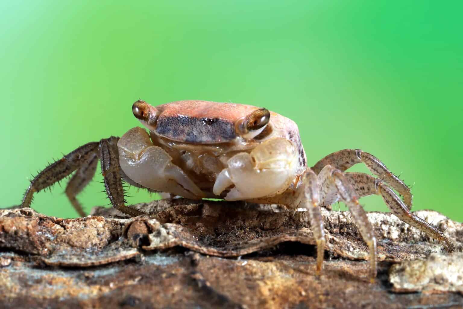 Vampire Crab: Species Profile, Care Guide & Pictures