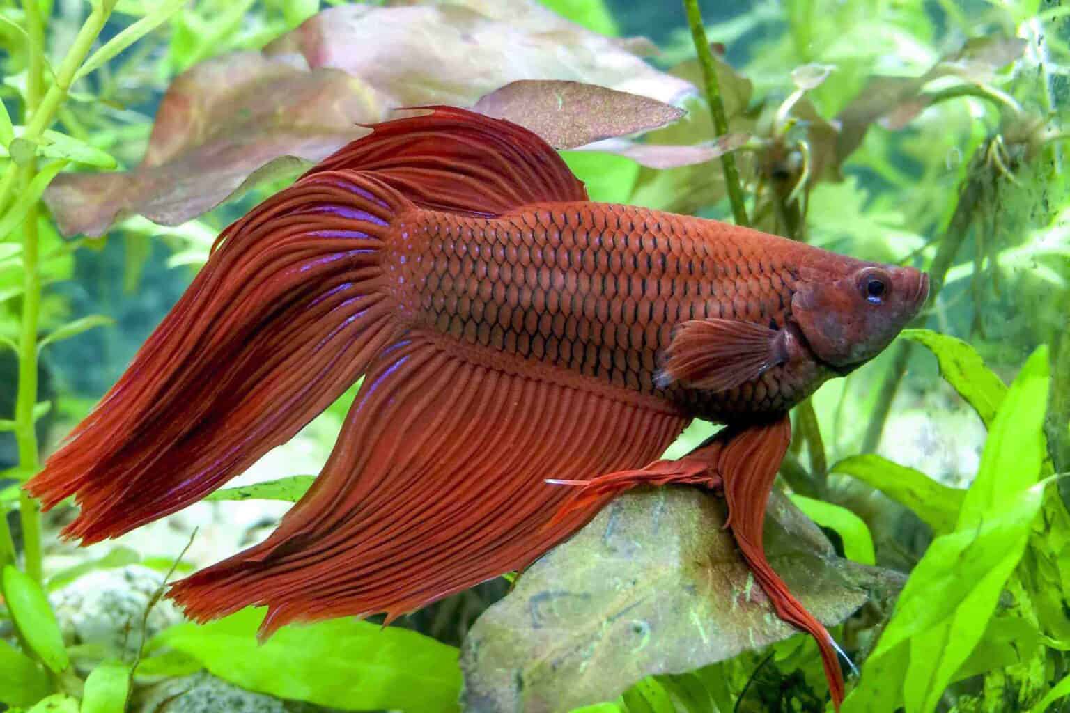 48 Types of Betta Fish: Tail Types, Colors & Patterns