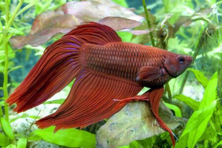 48 Types of Betta Fish: Tail Types, Colors & Patterns