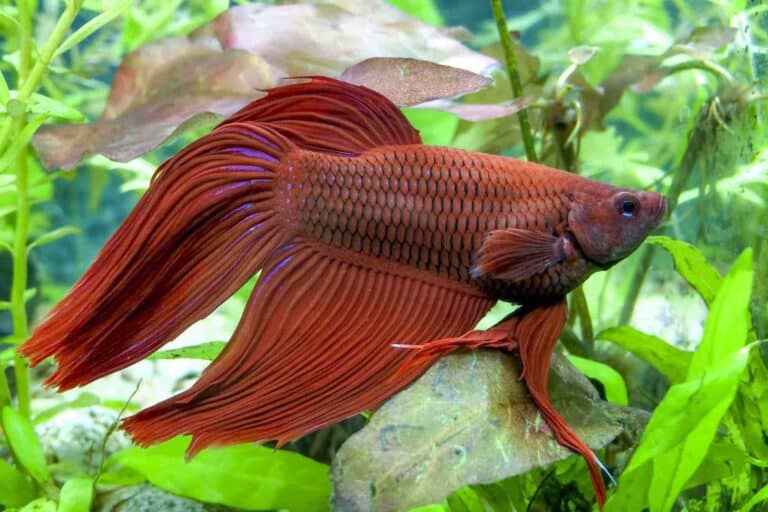 48 Types of Betta Fish: Tail Types, Colors & Patterns