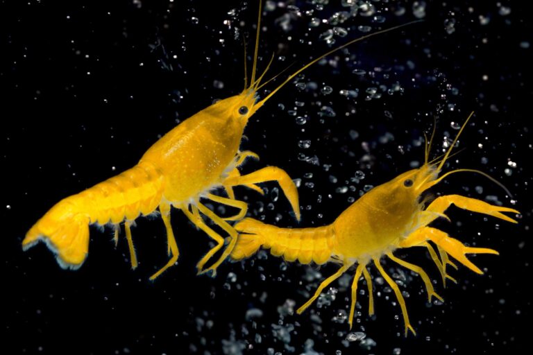 Top 8 Rarest Lobster Colors: Ranked by Rarity