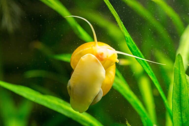 How to Tell If Your Mystery Snail Is Dead - Aquarium Whisperer