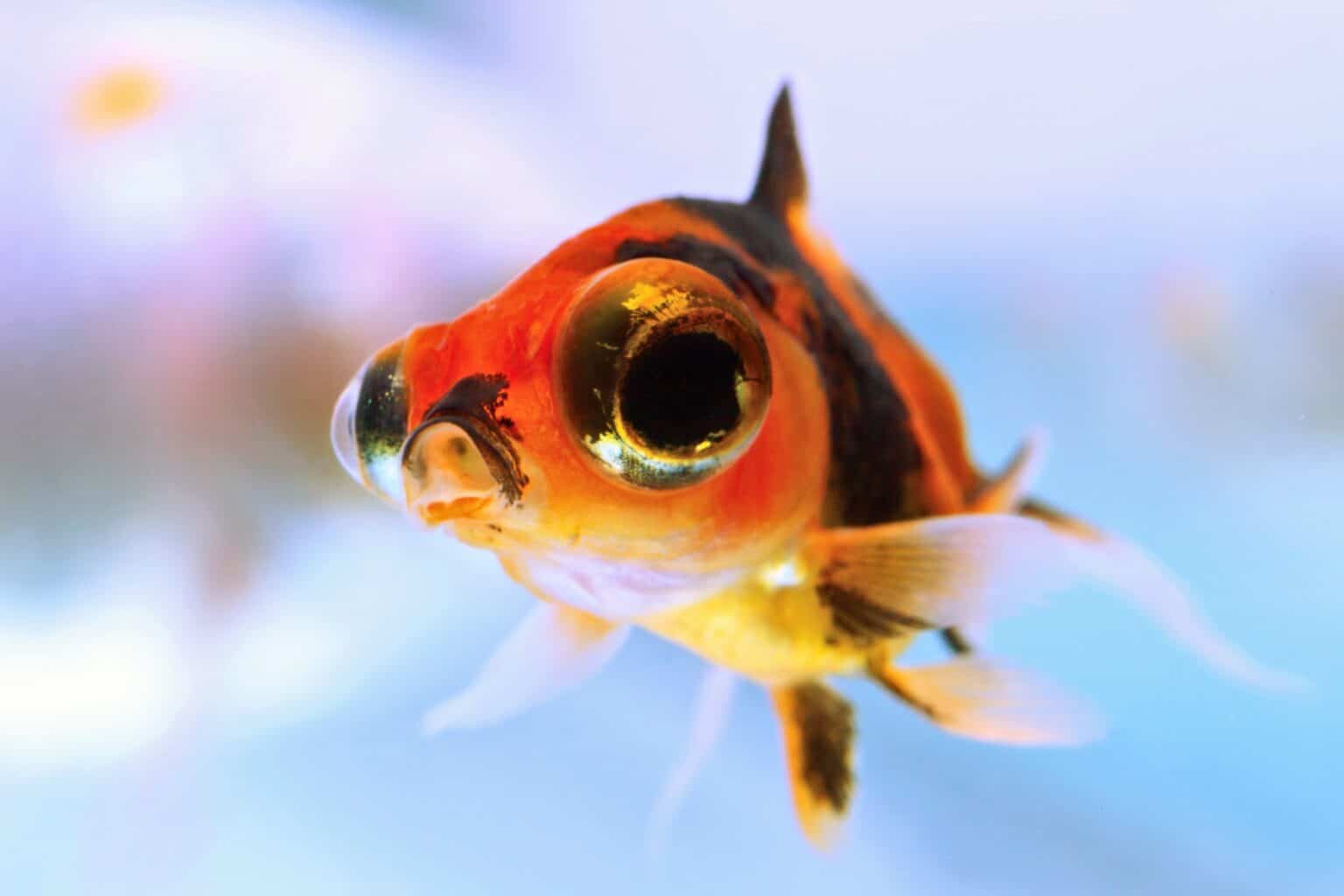 Telescope Goldfish: The Unique Goldfish With Big Eyes