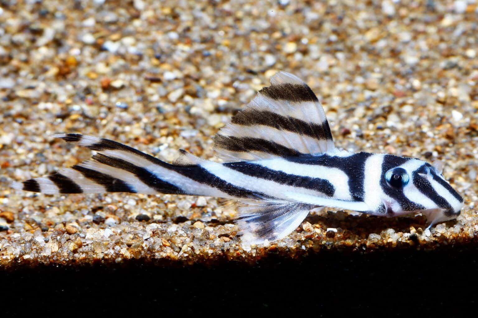 12 Smallest Pleco Species: Ranked by Size