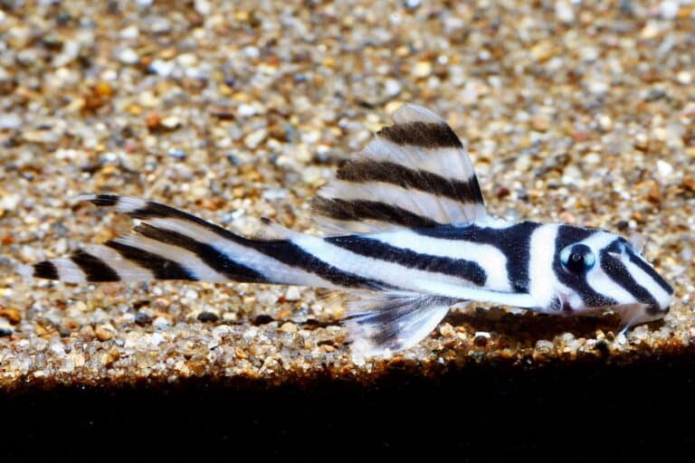 12 Smallest Pleco Species: Ranked by Size