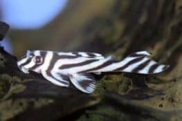 Rubber Lip Pleco: Species Profile, Care Guide & Facts